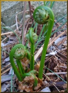 A Complete Guide to Harvesting and Preparing Fiddlehead Ferns